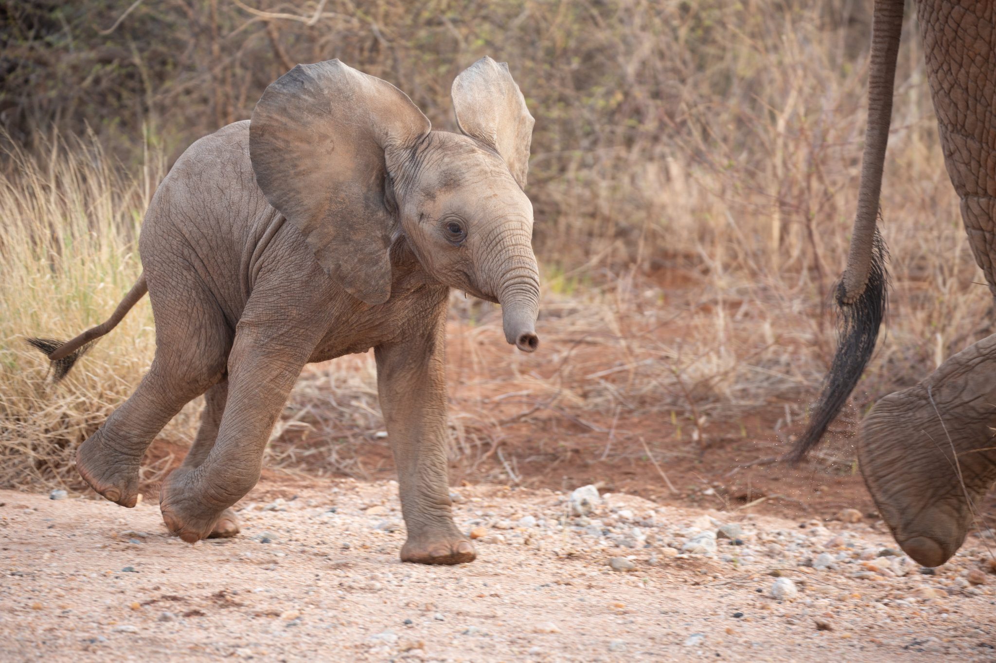 Disney continues Earth Month celebrations with grants to 25 ...